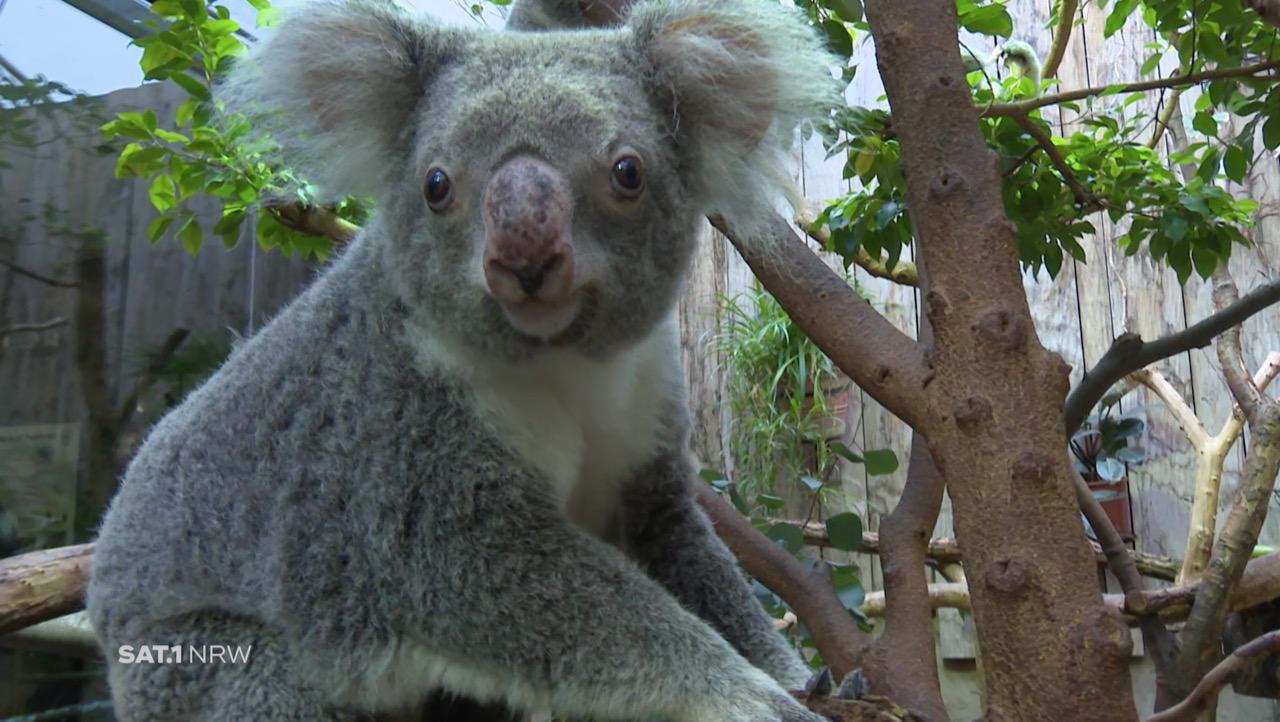 Koala geboren in Duisburg | SAT.1 NRW